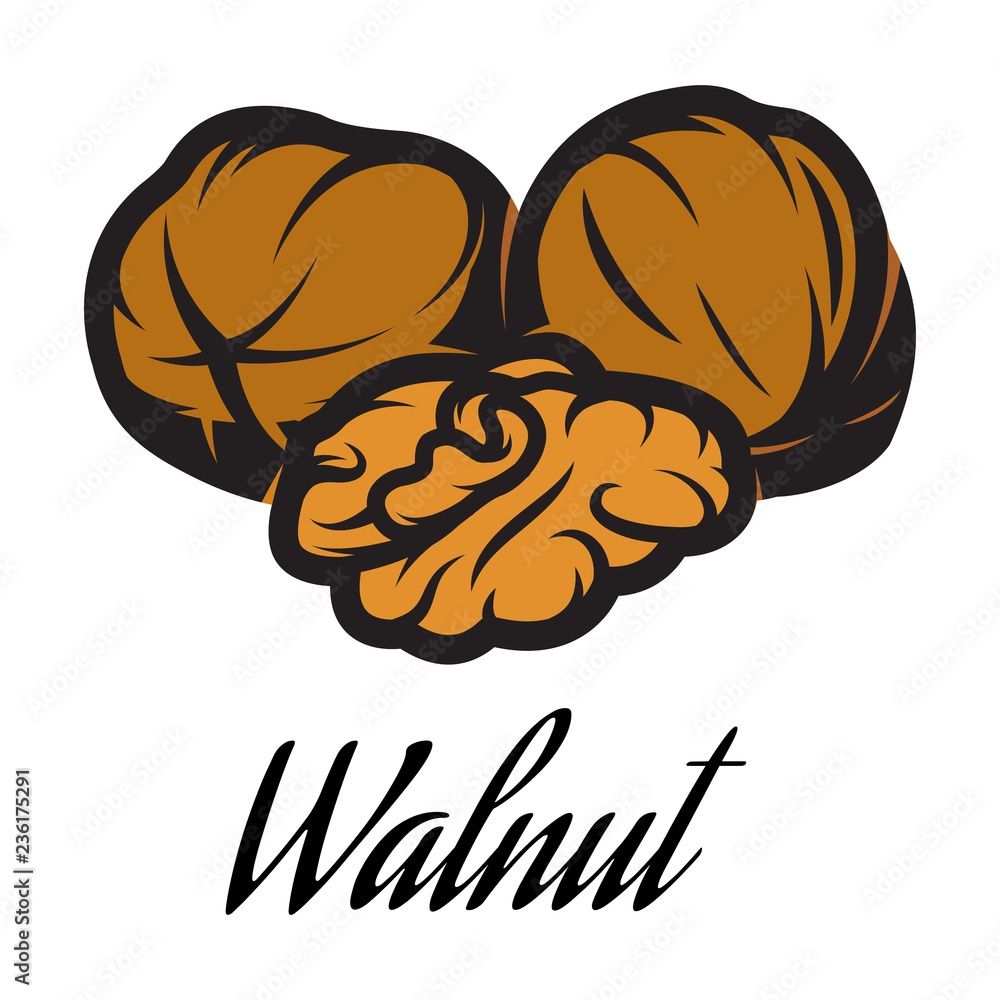 Vector color illustration of a walnut pod Stock Vector | Adobe Stock