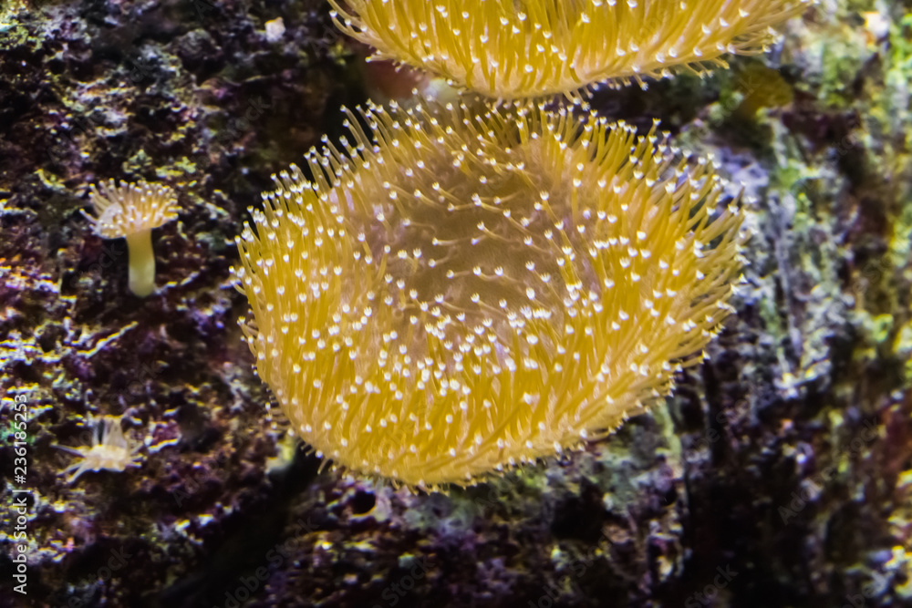 Yellow Sea Anemone