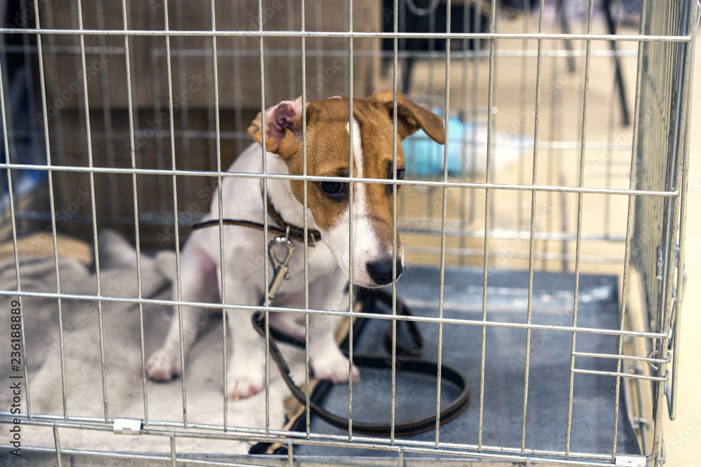 Sad Shelter Puppies