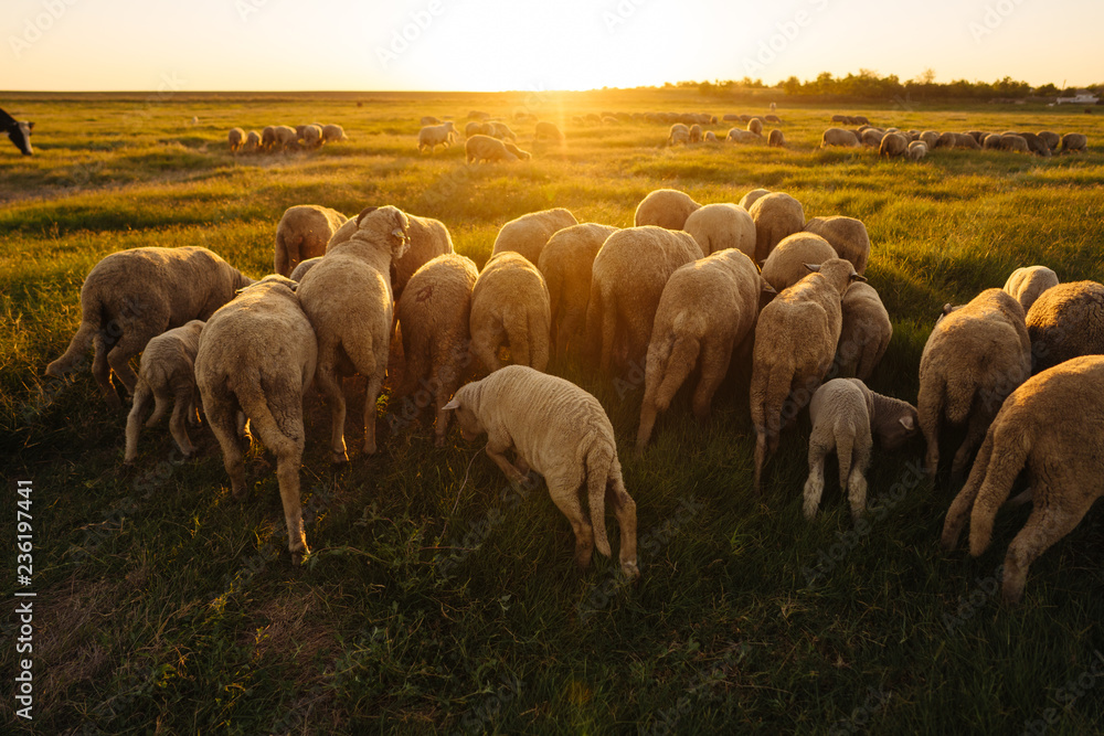 A lot sheep on the beautiful green meadow Stock Photo | Adobe Stock