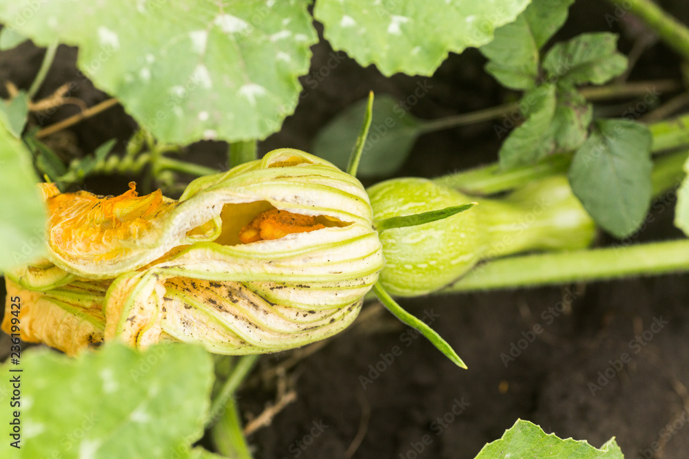Cucurbita Pepo Leaf