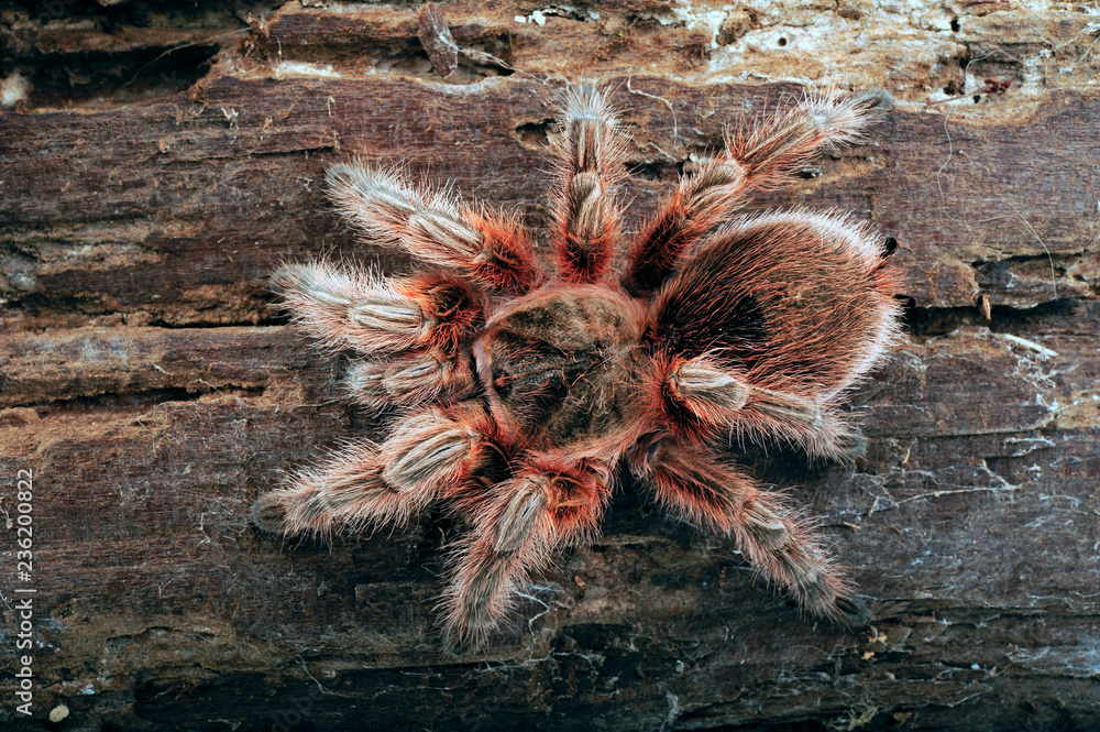 Chilenische Vogelspinne (Grammostola sp. "Maule") - tarantula from ...