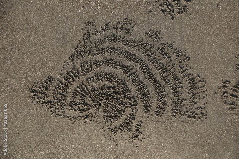 Natural sand art background. Small beach bubbler crabs live on sandy ...