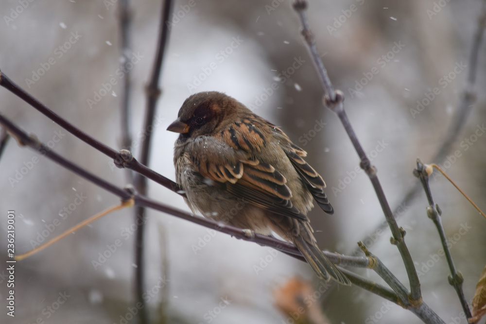 Winter sparrow Stock Photo | Adobe Stock