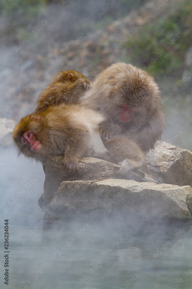 Japanese Snow Monkeys grooming near the thermal hot spring waters in ...