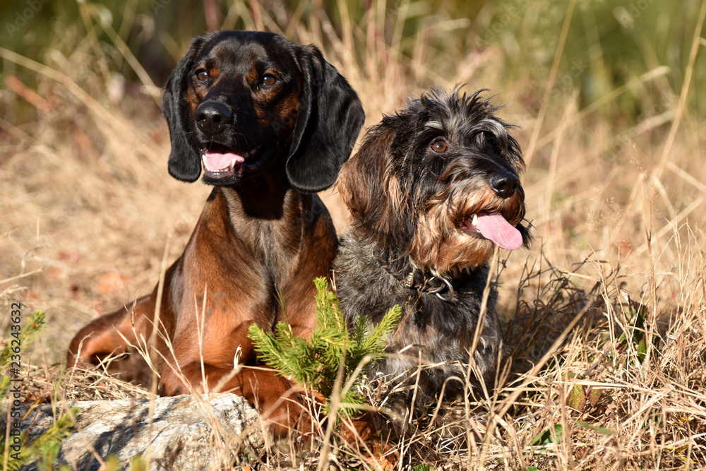 Bayerischer Gebirgsschweißhund und Zwerg-Rauhaardackel Stock Photo ...