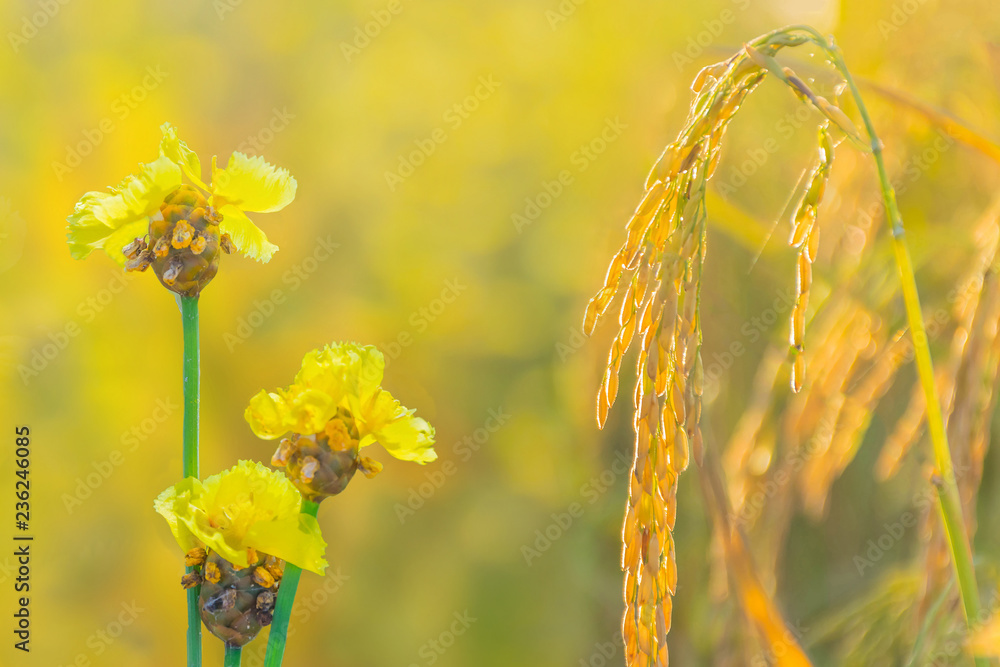 The abstract soft focus of Tall yellow-eyed grass, Xyridaceae, flower ...