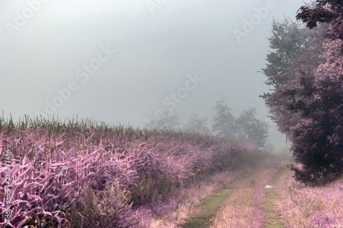 Infrared Photography | The largest selection of gifts and posters | 3+1 ...