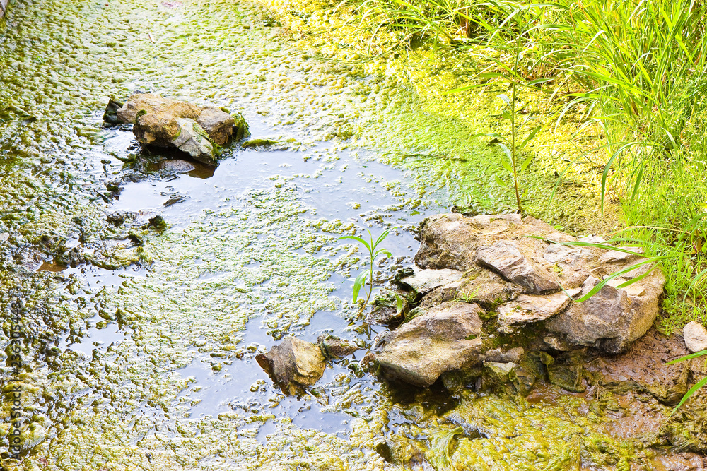 Stagnant water with stones emerging on the surface Stock Photo | Adobe ...