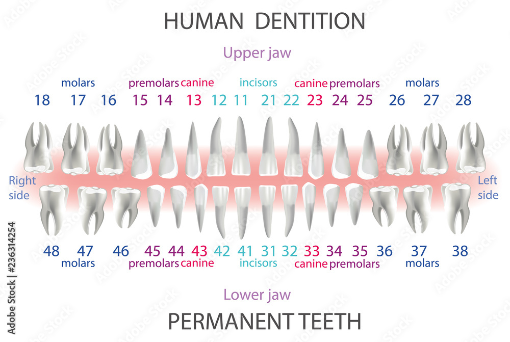 location and order of human teeth, types of dentist numbering Stock ...