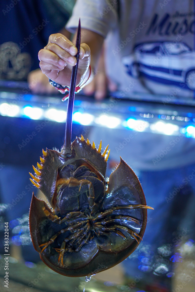 Horseshoe Crab (Limulidae), A man lift up the horseshoe crab on display ...