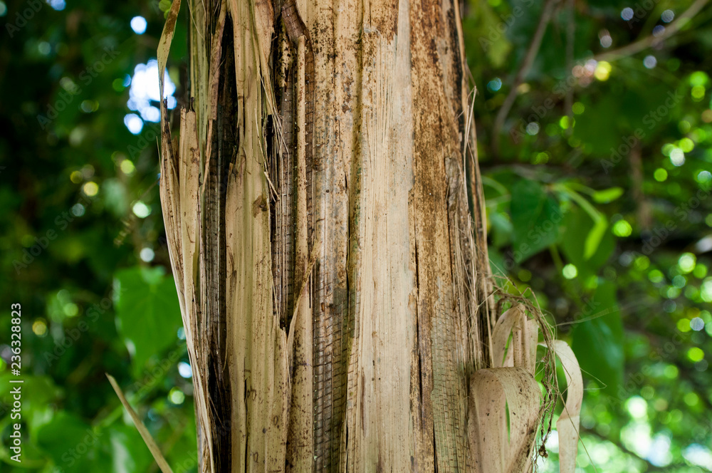 Plantain Tree Trunk