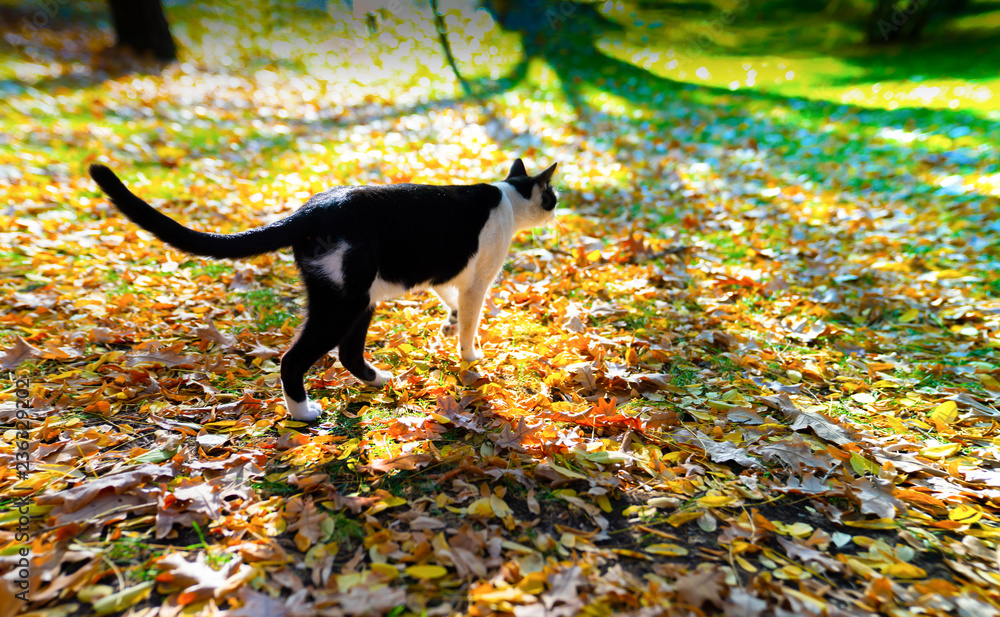 Cat Walking Back View
