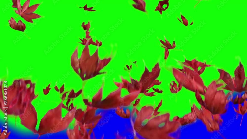 Real falling maple leaves, 10x slow motion, autumn leaves, red leaves ...