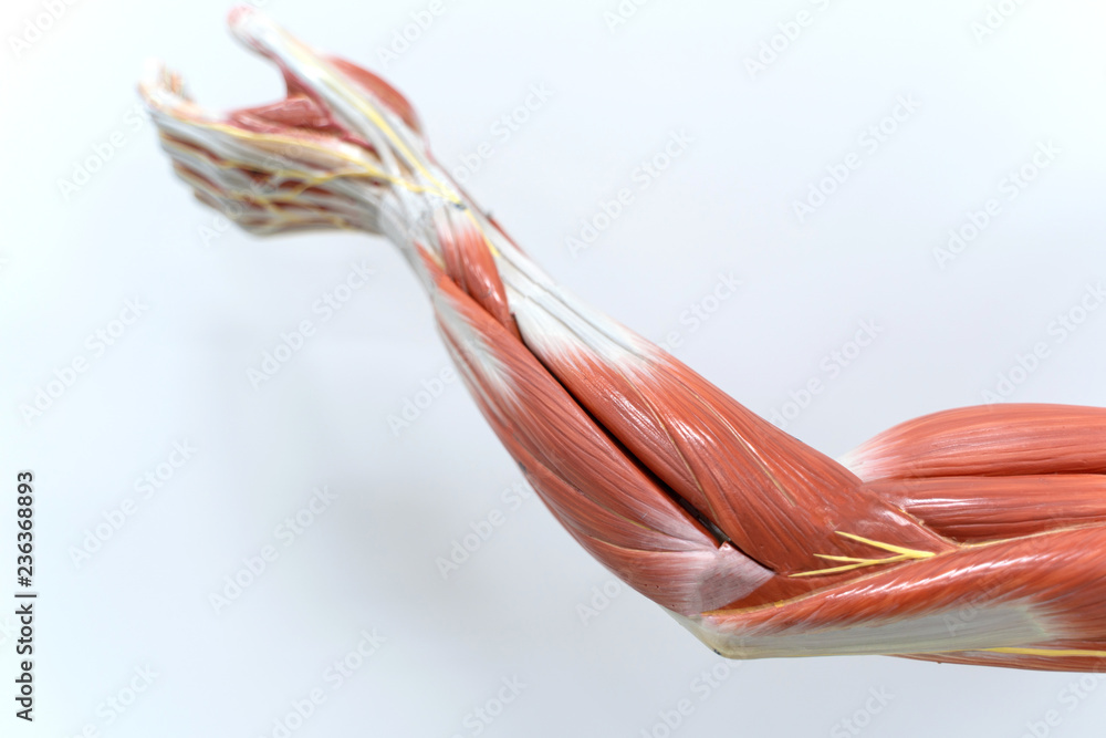 Muscles of arm for physiology education. Stock Photo | Adobe Stock