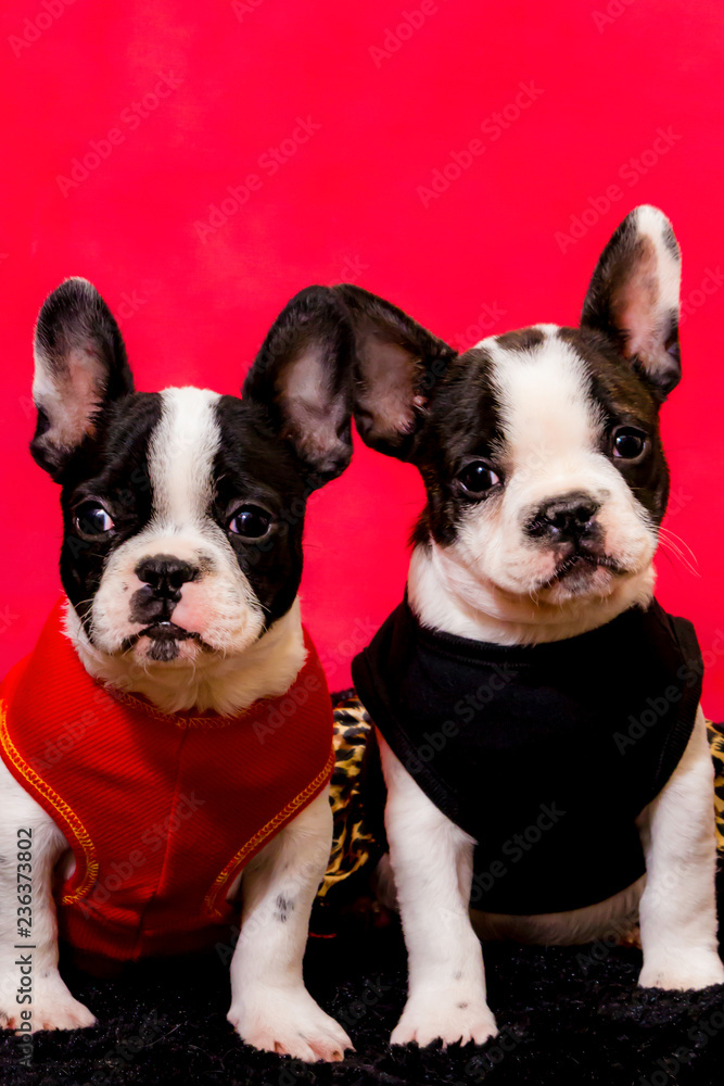 Two Bulldogs Christmas