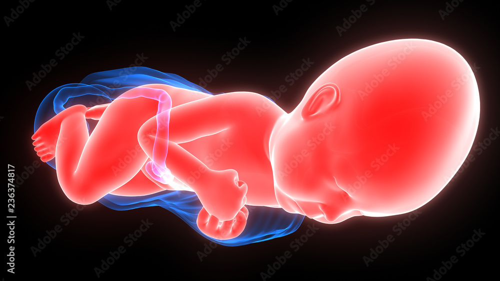 Normal Labor and Vaginal Birth Anatomy Stock Illustration | Adobe Stock