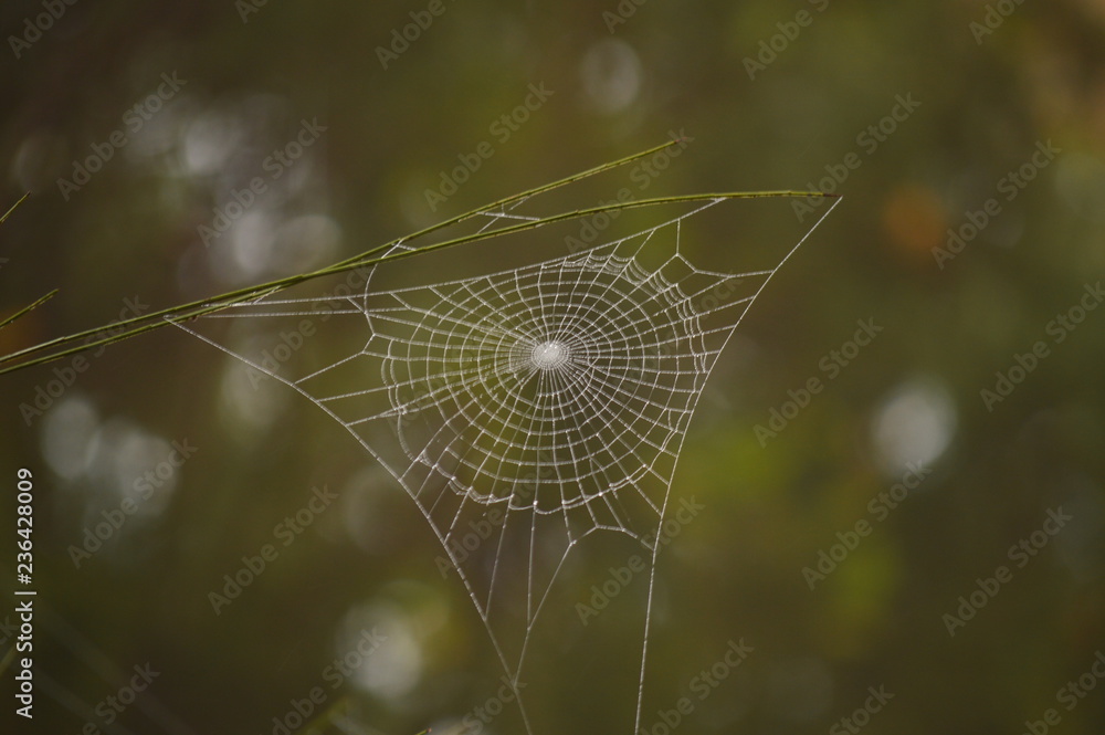 Foto de Wonderful Spider Web In Medulas Ancient Roman Gold Mine In A ...