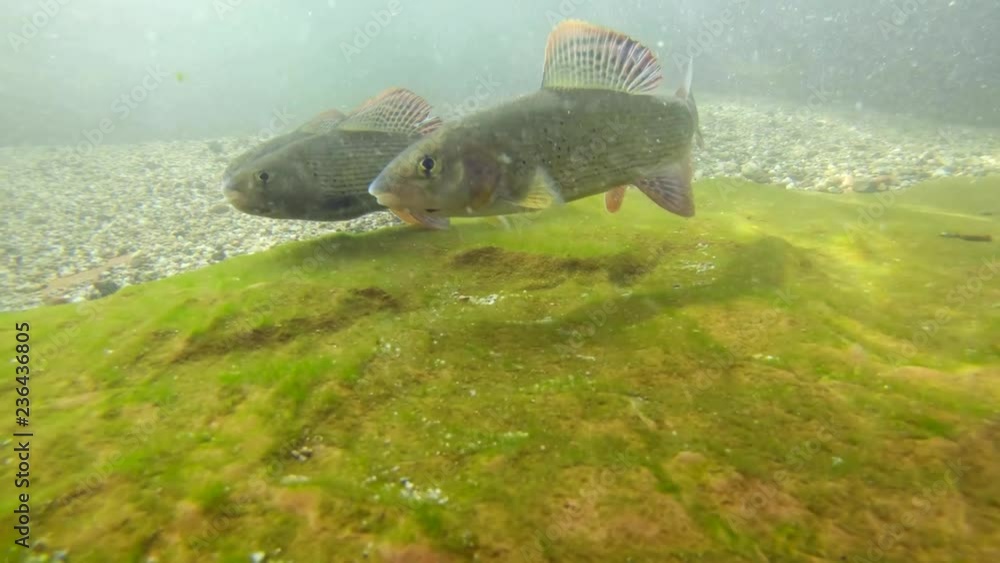 Fresh water fish Grayling, thymallus thymallus swimming and eating ...