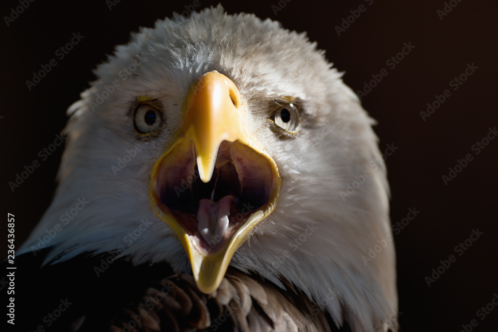 American eagle with open beak, portrait white-tailed eagle Stock Photo | Adobe Stock