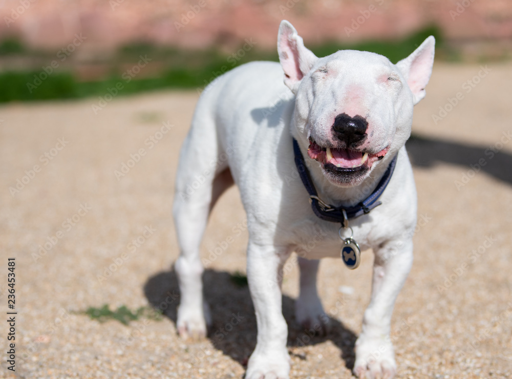 White mini bull terrier with his eyes closed and smiling Stock Photo ...