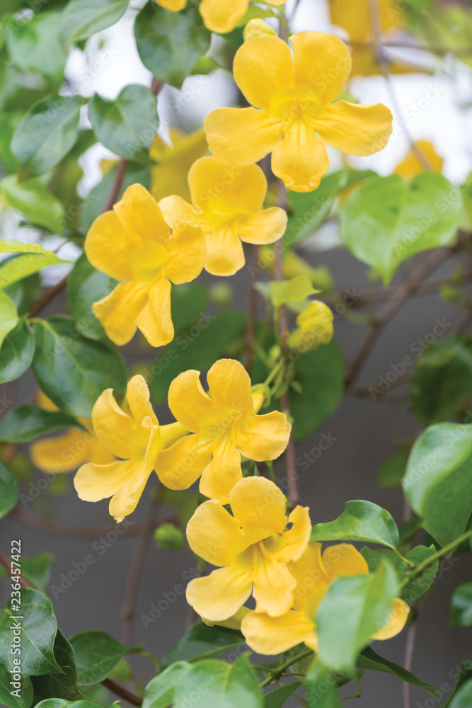 Beautiful yellow flowers with green leaves against summer blue sky ...