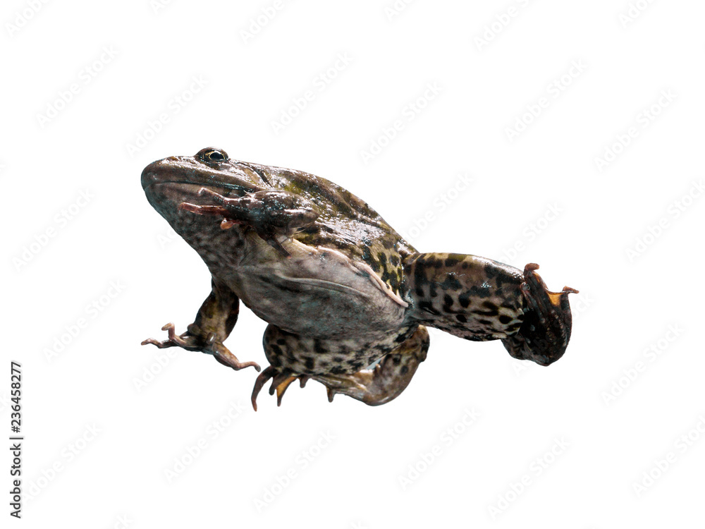 Frog in different angles on a white background. Stock Photo | Adobe Stock
