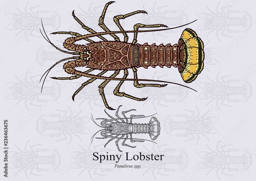 Spiny Lobster. Vector illustration with refined details and optimized ...