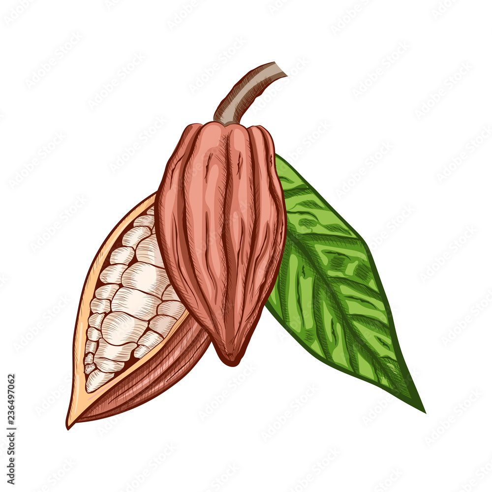 Whole fruit chocolate tree and in a cut with cocoa beans and leaf ...