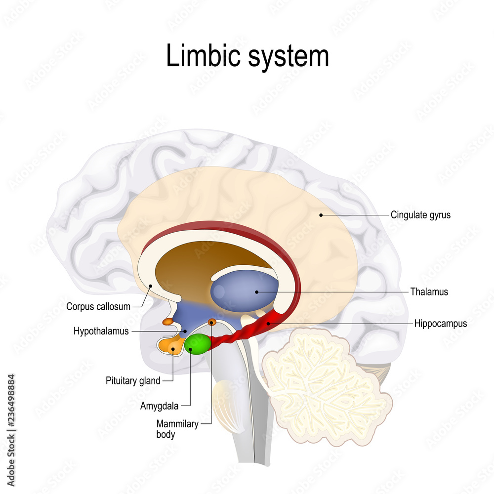 human brain. limbic system Stock Vector | Adobe Stock