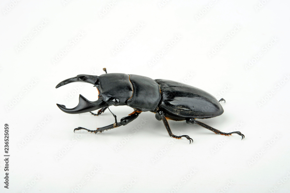 Elephant Stag Beetle