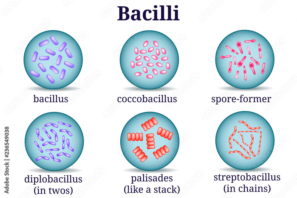 Arrangements of bacillus in Petri dish Stock Vector | Adobe Stock