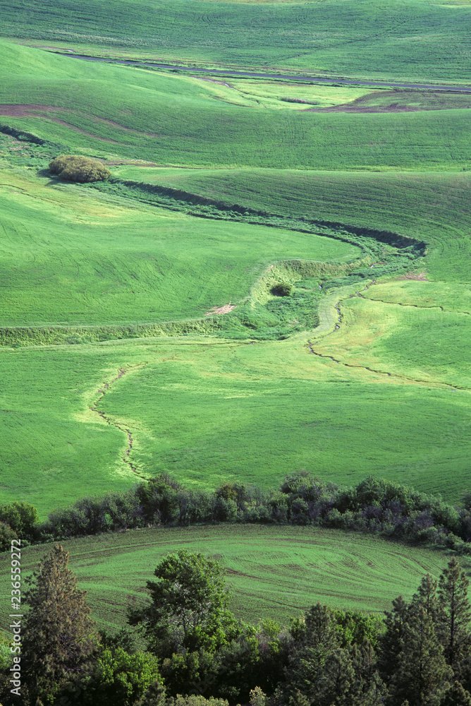 Winter and spring wheat in the Palouse Prairie of eastern Washington ...