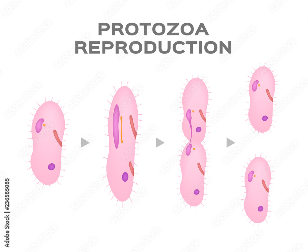 Reproduction of Protozoa / asexual cell / vector Stock Vector | Adobe Stock