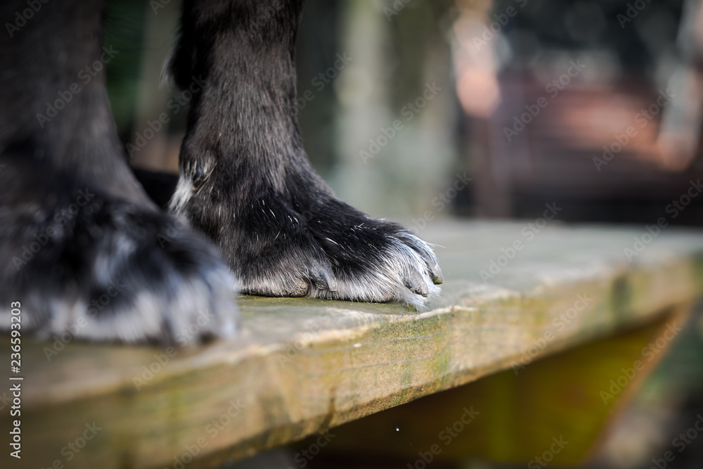 Dog paw with grey hairs and claws close up Stock Photo | Adobe Stock