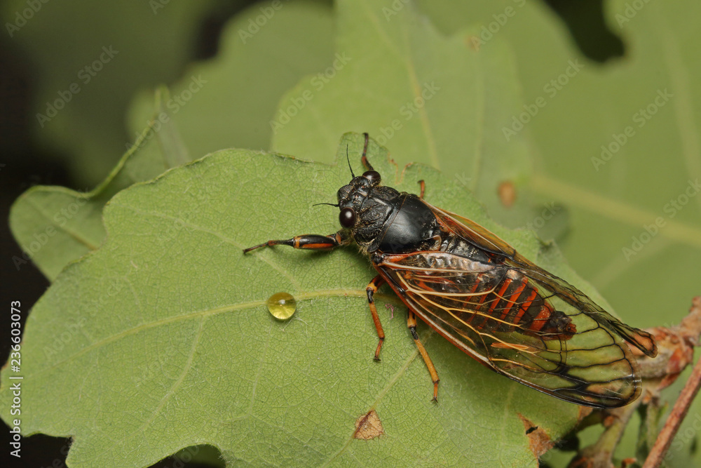 Colorful cicada on a close up horizontal picture. A rare species ...