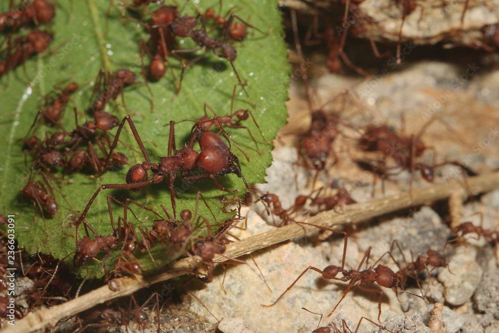 Leafcutter ants on a close up horizontal picture in its natural habitat ...