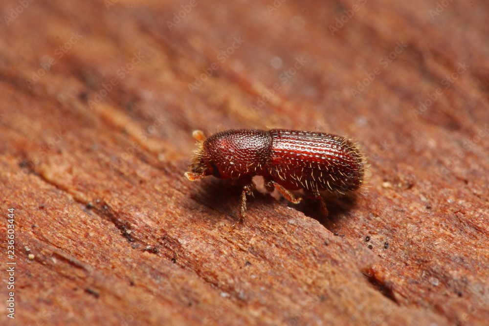 Bark beetle Dryocoetes himalayensis on a close up horizontal picture. A ...