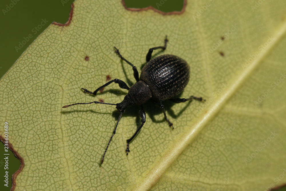Black vine weevil sitting on a leaf with gnawed margins. A common ...
