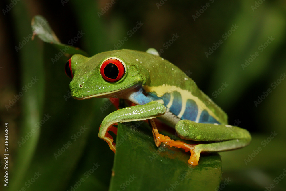 Red-eyed tree frog, an arboreal hylid native to Neotropical rainforests ...