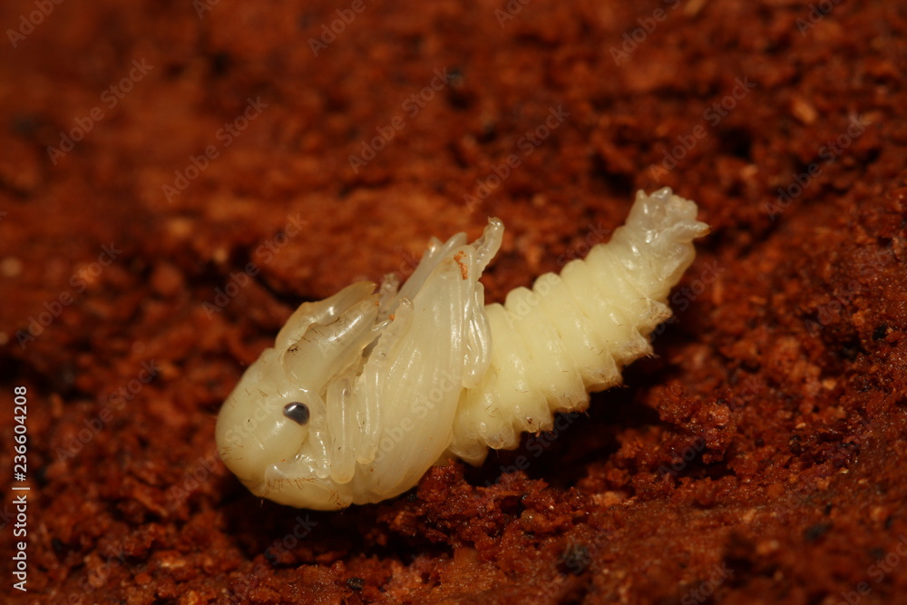 Stag Beetle Pupa