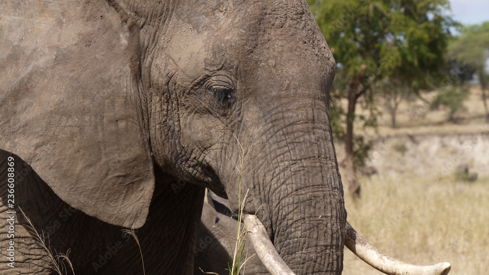 Zoom sur tête d'éléphant Stock Photo | Adobe Stock