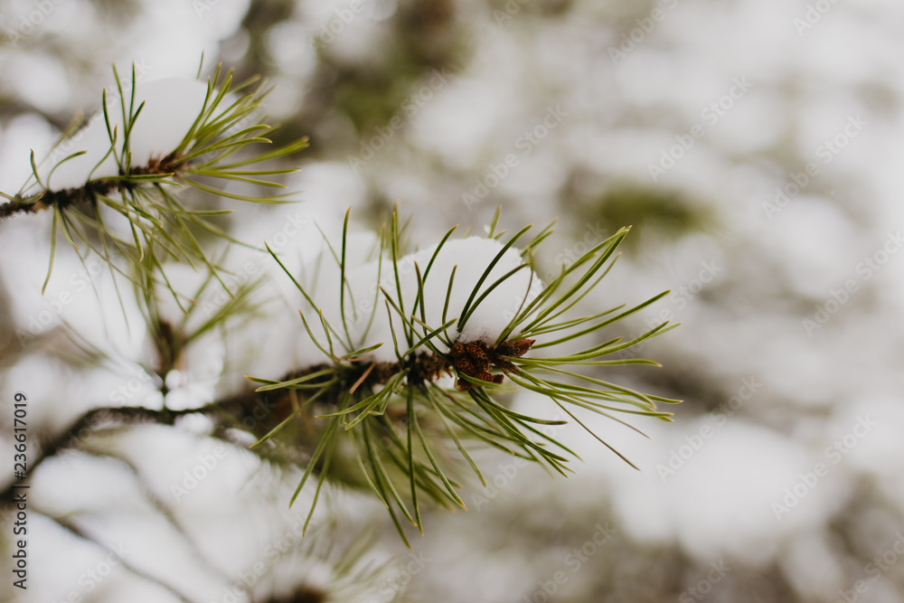 Beautiful Calm and Peaceful Frozen Cold Winter Season Snow in ...
