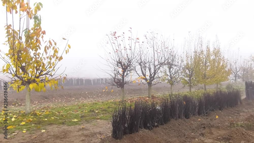 One year cultivar fruit tree labeled rootstock with open root system ...