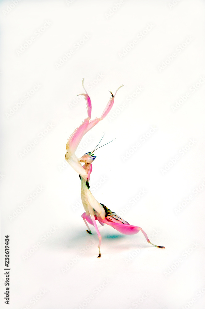 Orchideenmantis (Hymenopus coronatus) - orchid mantis Stock Photo ...