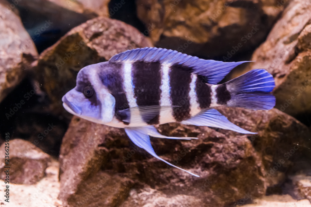hump head cichlid fish in close, a blue and white banded fish with a ...