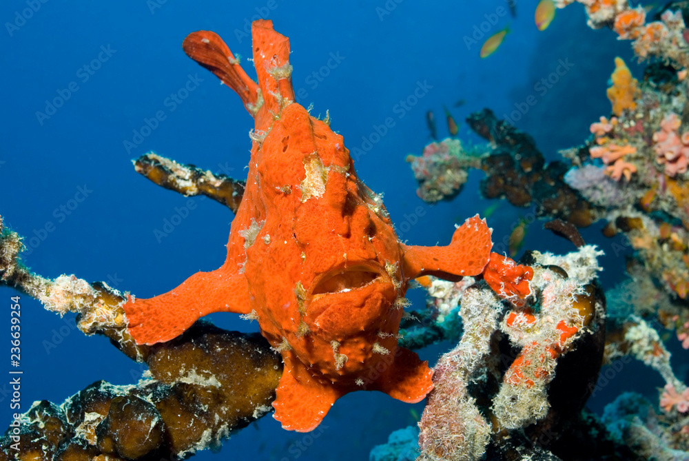 Camouflaged red giant frogfish / anglerfish sitting on a coral Stock ...