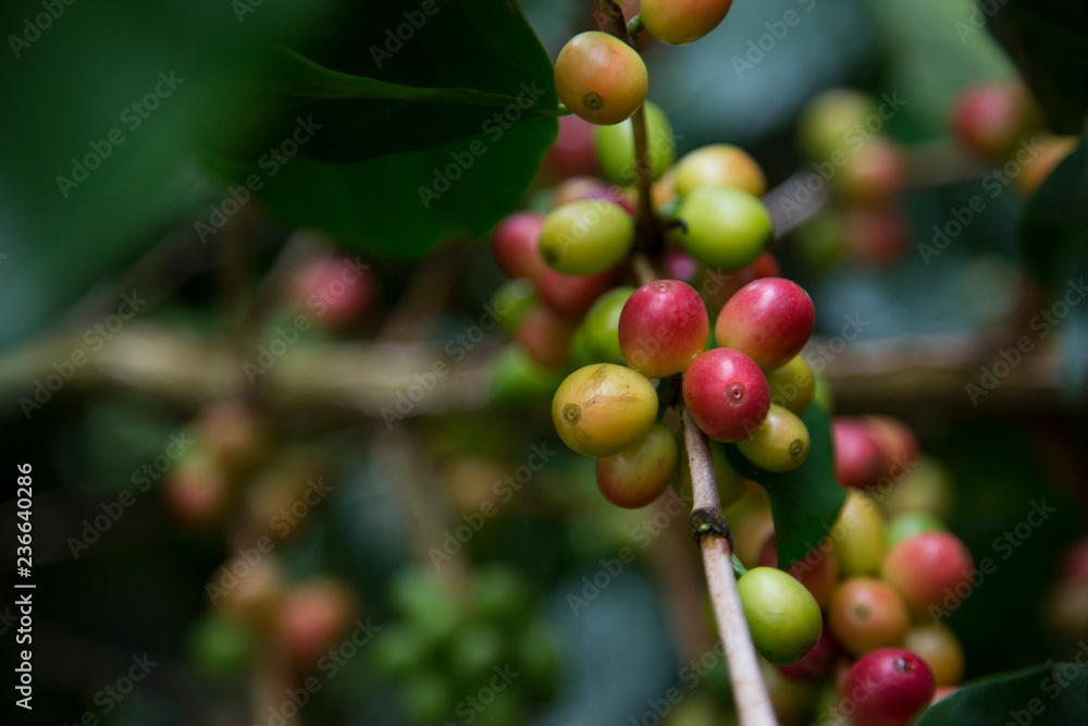 Red cherry Arabica coffee bean at at hill tribe village in northern ...