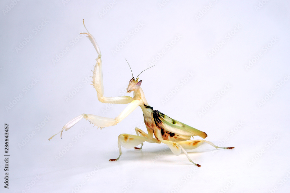 Orchideenmantis (Hymenopus coronatus) - orchid mantis Stock Photo ...