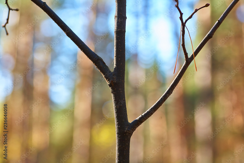 Thin branch in the forest on the background of a blurred forest. Nature ...